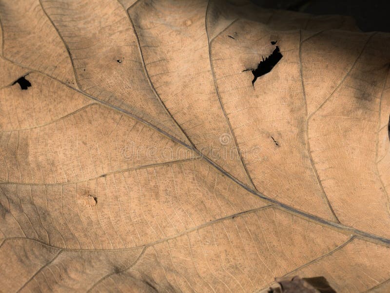 Dry Leaf Texture for Pattern. Background or Wall Paper Stock Image ...