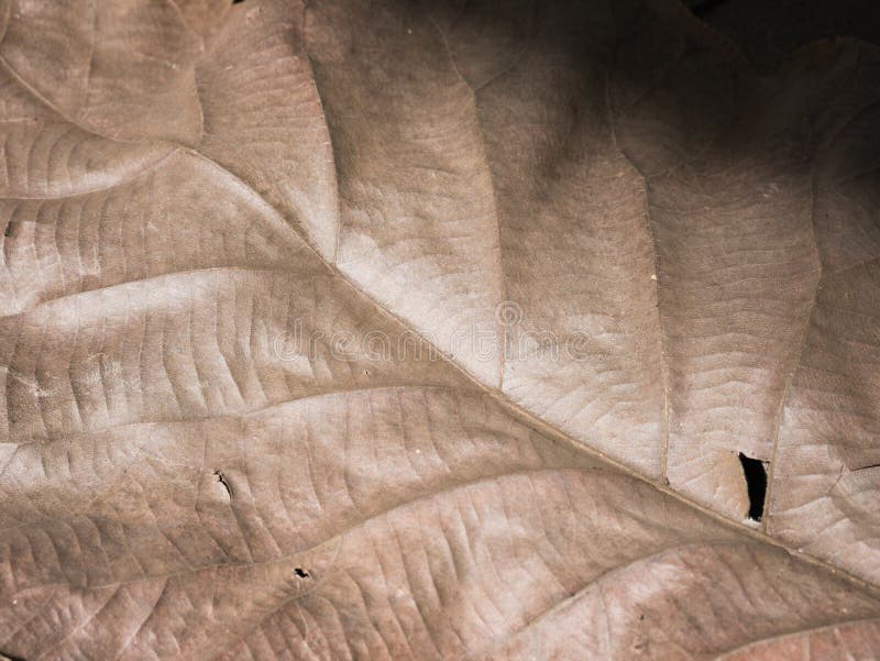 Dry Leaf Texture for Pattern. Background or Wall Paper Stock Image ...