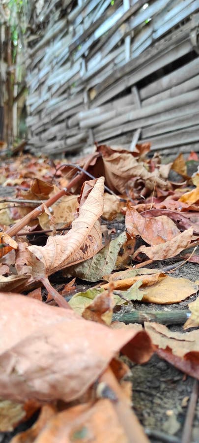 Dry Leaf Trash Piled Up in the Backyard Stock Image - Image of garden ...