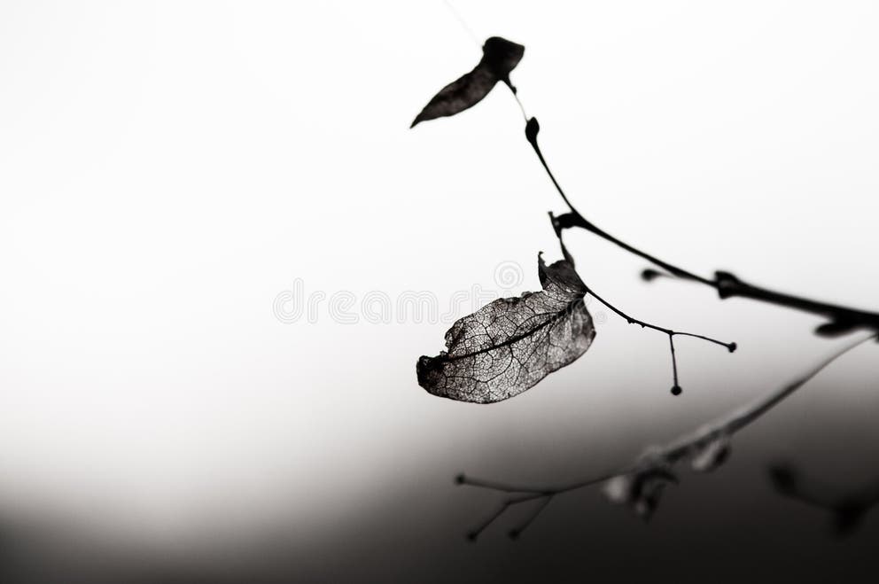 Dry leaf stock image. Image of trees, branches, close - 53570781