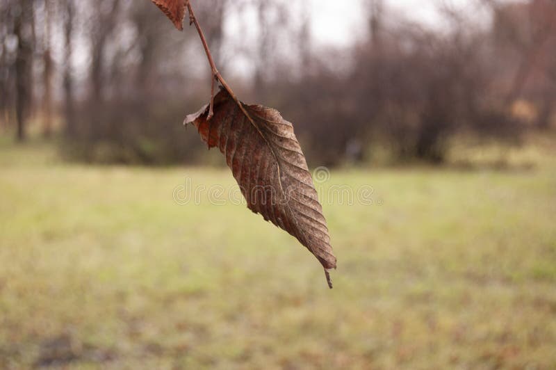Dry leaf on a tree closeup stock image. Image of beautiful - 162913797