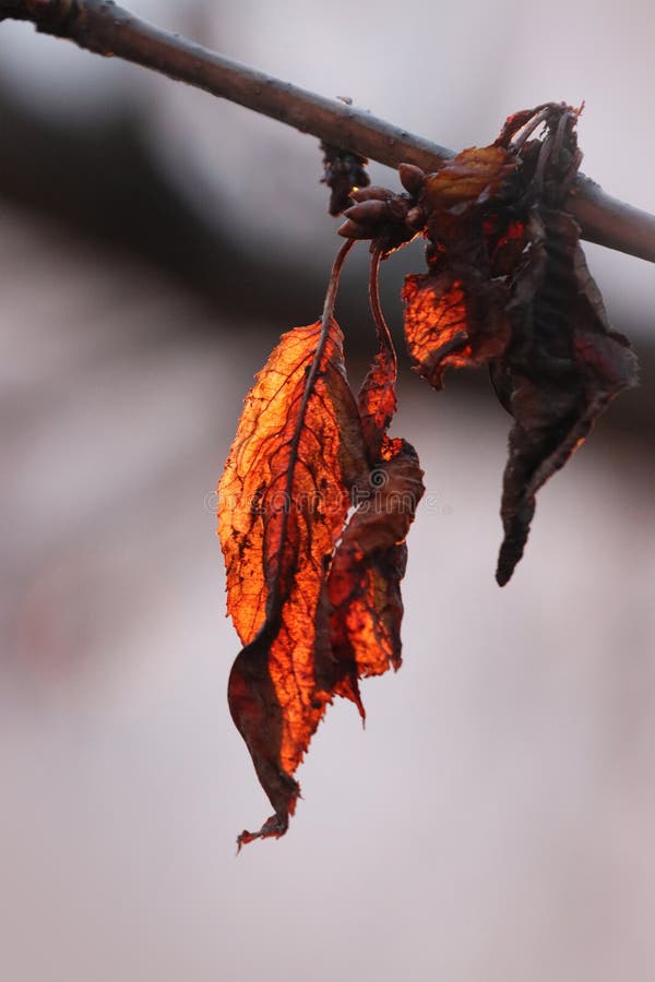 Dry Leaf of a Tree in the Sun Stock Photo - Image of sunrise, autumn ...