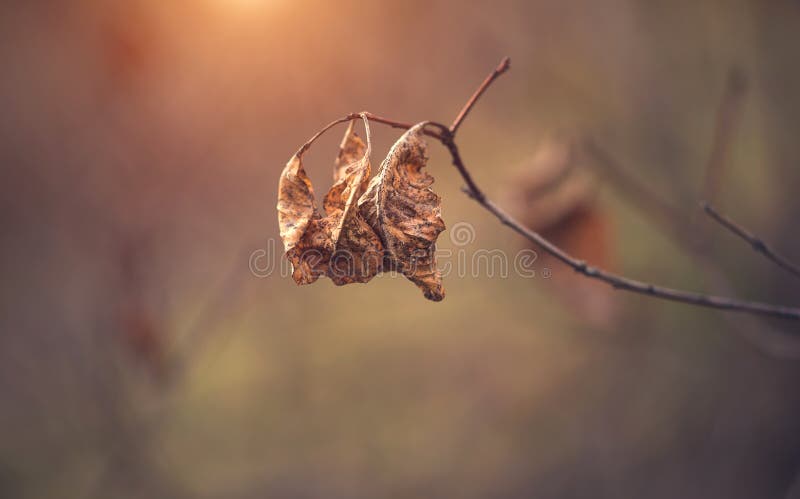 Dry leaf on tree stock image. Image of color, detail - 88187753