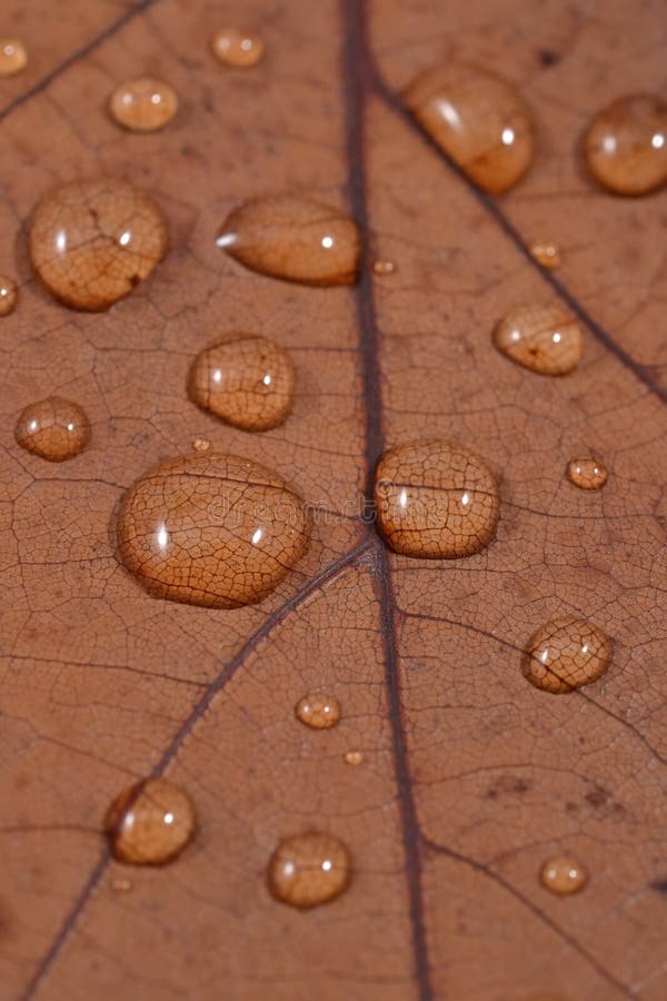 Dry leaf with water drops stock photo. Image of dried - 44828972
