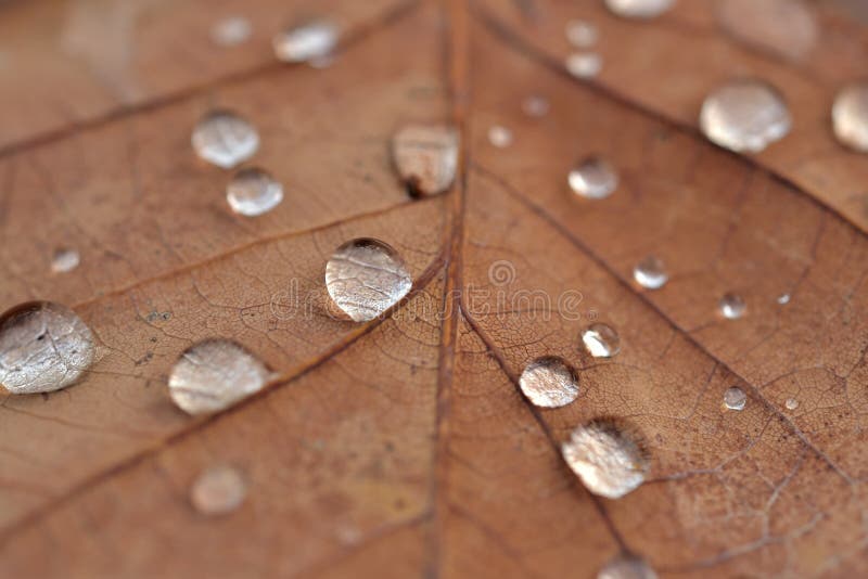 Dry leaf with water drops stock photo. Image of bubble - 44828978