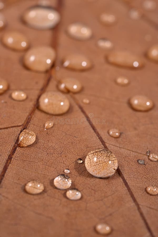 Dry leaf with water drops stock photo. Image of liquid - 44829270