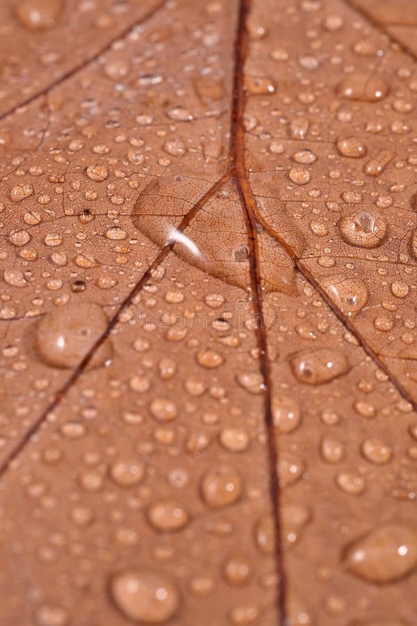 Dry leaf with water drops stock photo. Image of fall - 44829290