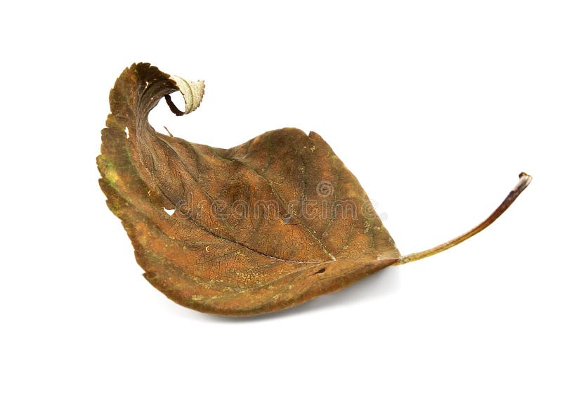 Dry leaf stock image. Image of design, leaf, color, beauty - 34777473