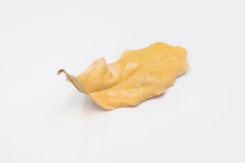 Dry Leaf on White Backgrounds, Dry Leaf Close Up on the White ...