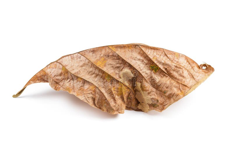 Dry Leaf stock image. Image of organic, nature, fragility - 86006401