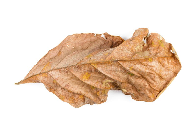 Dry Leaf stock photo. Image of natural, form, fragile - 86006414