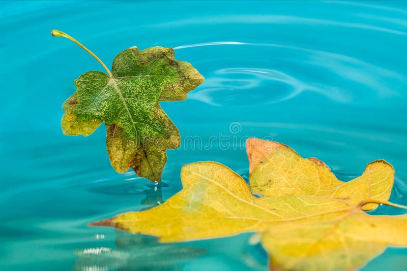 Leaf Touching Water Stock Photos - Download 168 Royalty Free Photos