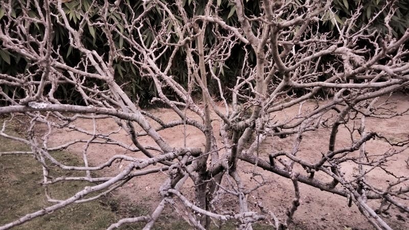 Dry and Leafless Branches and Twigs of a Short Tree Stock Photo - Image ...