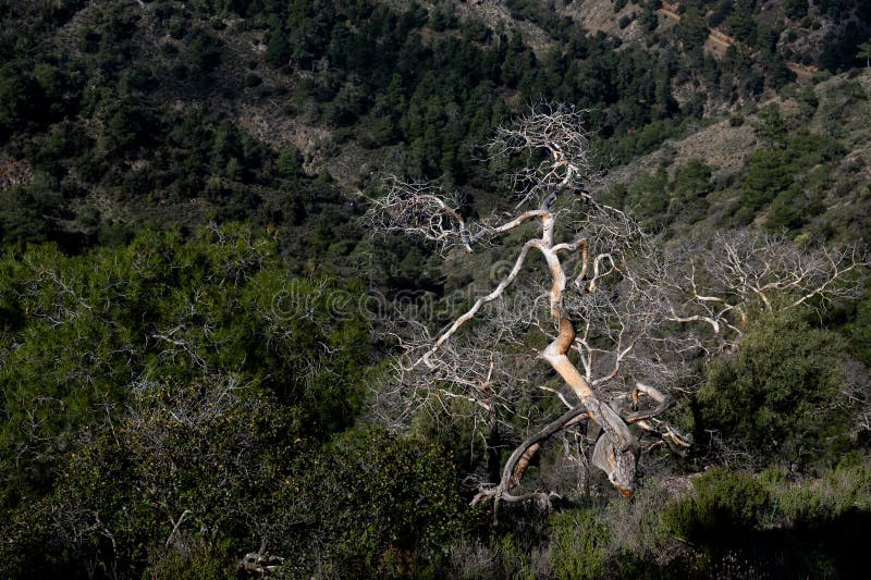 Dry Leafless Tree in the Forest Ready To Fall in a Valley Stock Photo ...