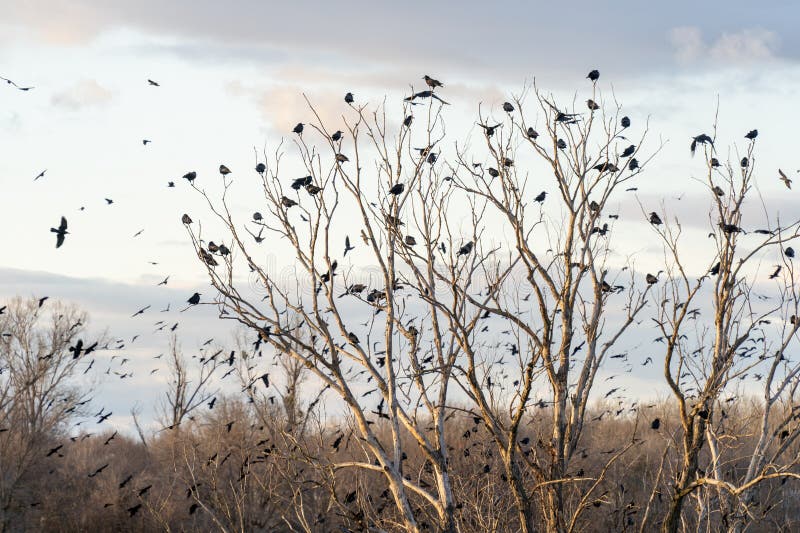 A Large Flock of Crows Gathers on a Dry, Bare Tree Stock Photo - Image ...