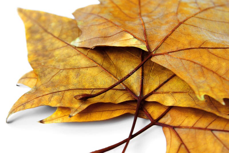 Dry Leafs stock photo. Image of element, leaves, colorful - 6369088