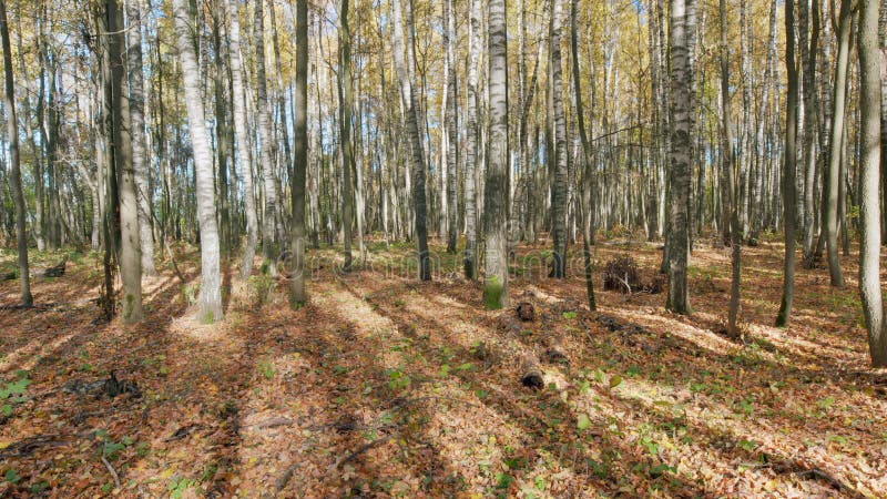 Dry Leafs on Ground. Fall Design. Autumn Forest Trees Background ...