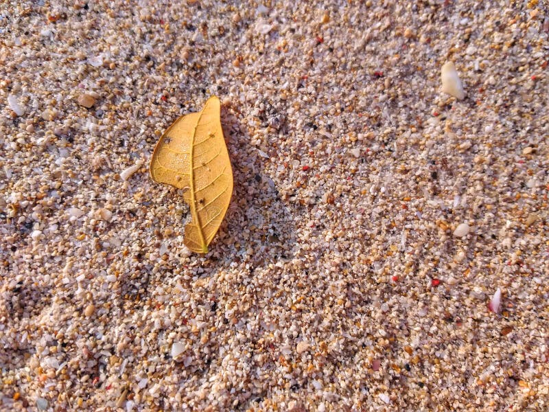 Dry leave on beach sand stock image. Image of tree, autumn - 193668913
