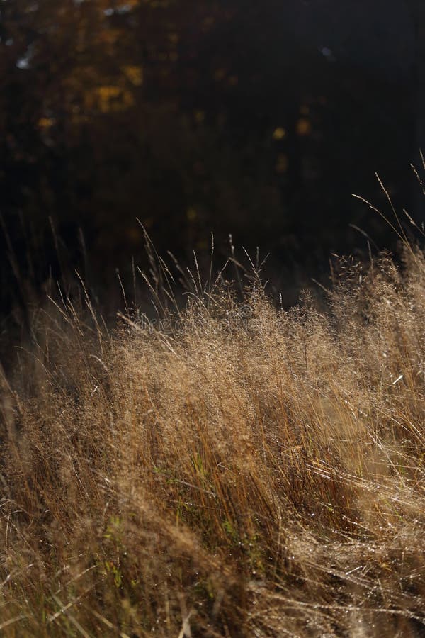 Dry Leave of Grass on the Grass Background Stock Photo - Image of blade ...