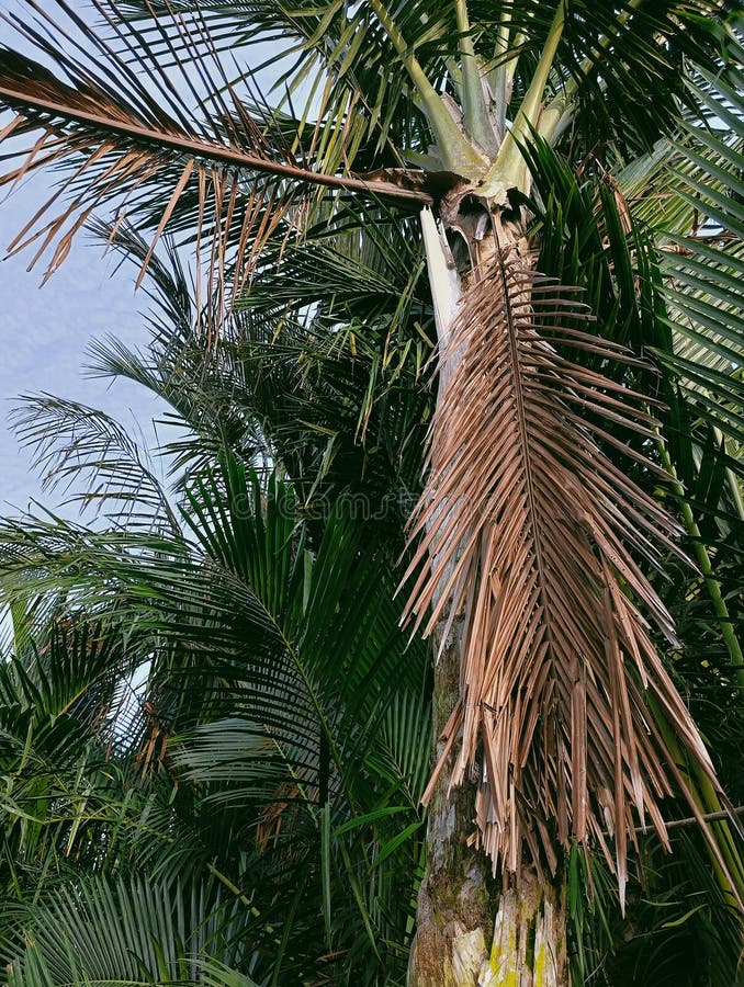 Dry leave on a sago tree stock photo. Image of tropics - 342254294