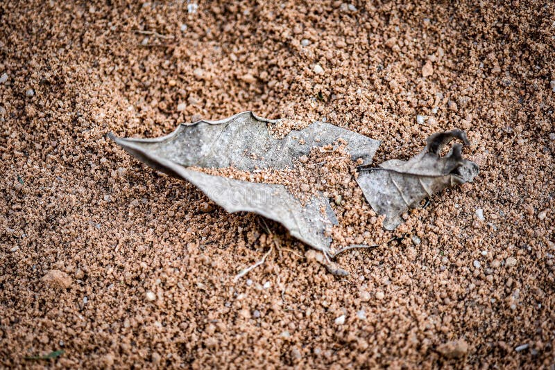A dry leave in the sand. stock image. Image of full - 264049379