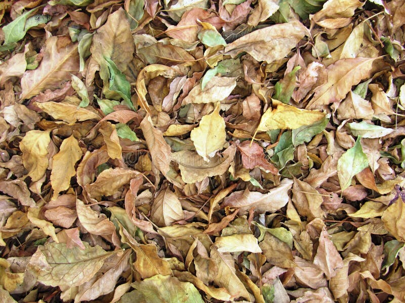 Dry leaves stock image. Image of pattern, creative, artistic - 24627257