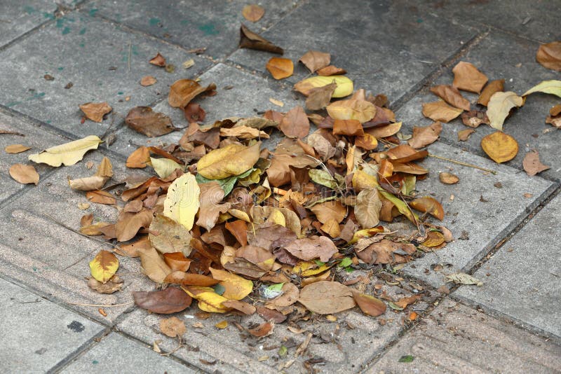 Dry leaves stock image. Image of cleaning, sweep, yellow - 27373915