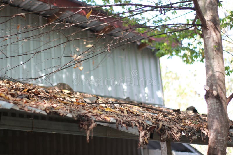 Dry Leaves Accumulate on the Roof of the House Stock Image - Image of ...