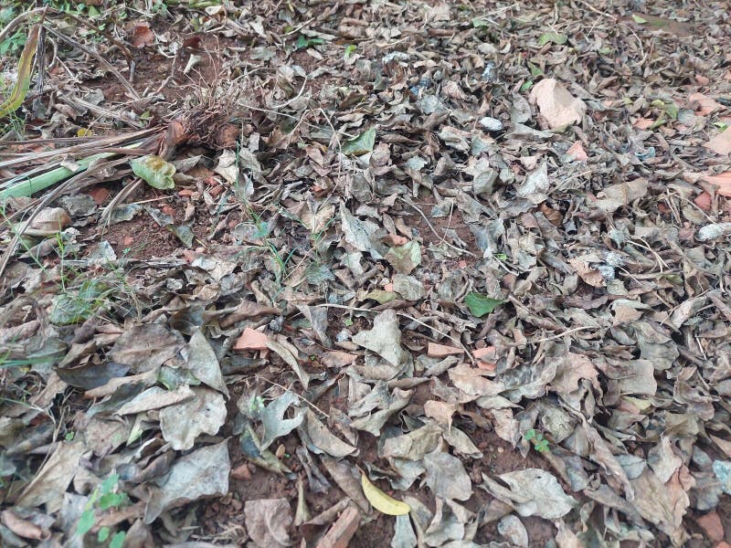 Dry Leaves Autumn Leaves on the Ground Autumn Leaf Debris Stock Image ...