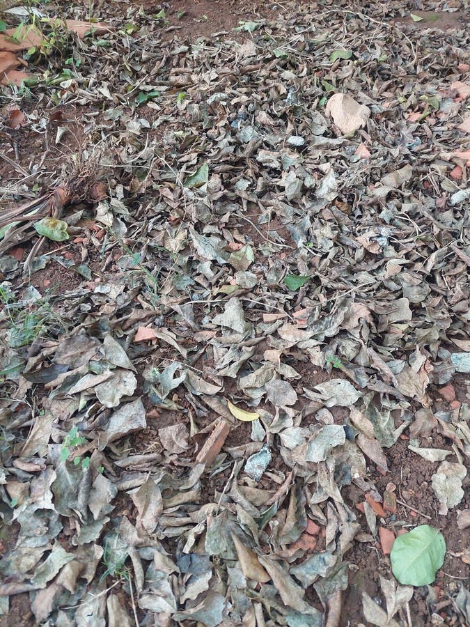 Dry Leaves Autumn Leaves on the Ground Stock Photo - Image of quintal ...