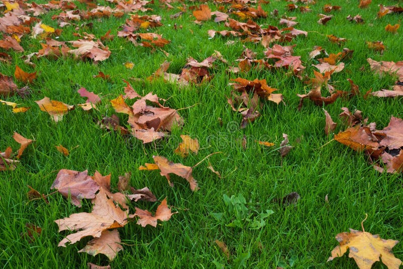 Dry Leaves in Autumn Day at Sunny Weather Stock Image - Image of heap ...