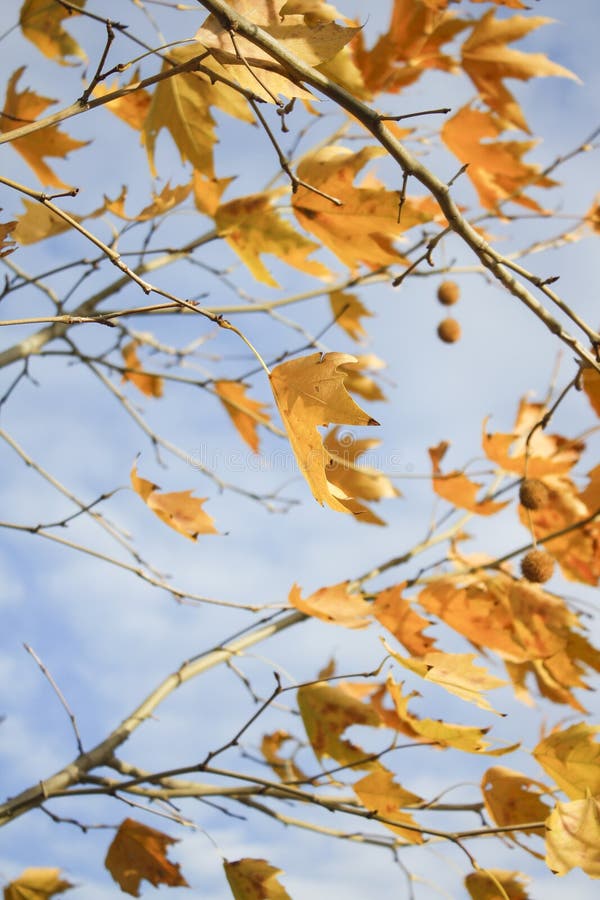 Dry Leaves Background in Autumn Stock Image - Image of beautiful ...