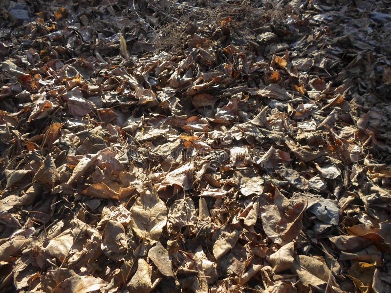 Dry leaves background stock photo. Image of nature, garden - 86431936