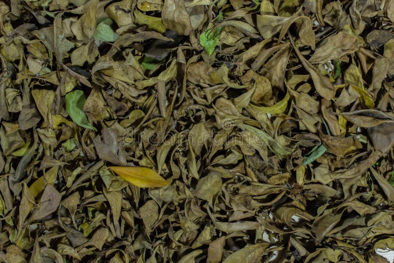Dry Leaves Background for Design Concept Stock Photo - Image of season ...