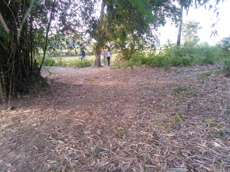 Dry leaves with bambu stock image. Image of grass, green - 153535963