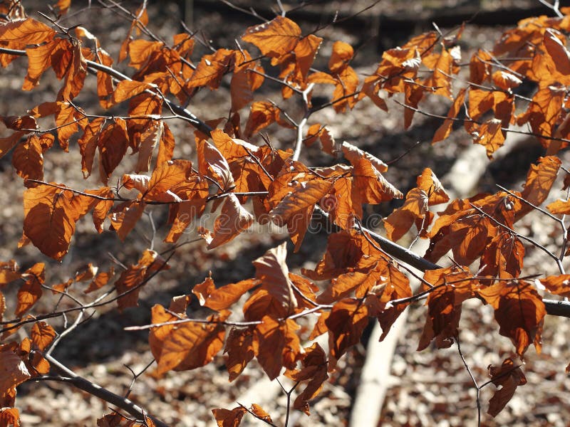 Dry Leaves of a Beech Tree in Early Spring Stock Image - Image of ...