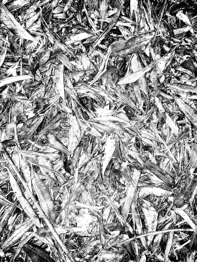 Dry Leaves in Black and White Stock Photo - Image of texture, botany ...