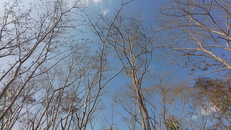Dry Leaves on the Branches of Deciduous Tree in Asian Subtropical ...