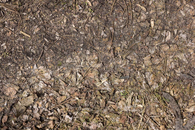 Dry soil with dry leaves. stock image. Image of ground - 276673863