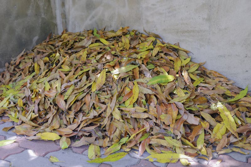 Dry leaves on cement floor stock photo. Image of concrete - 96963874