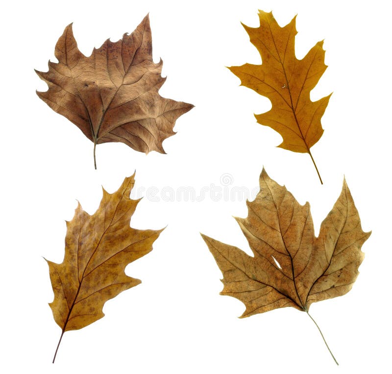 Dry leaves collection stock image. Image of foliage, decoration - 16486559