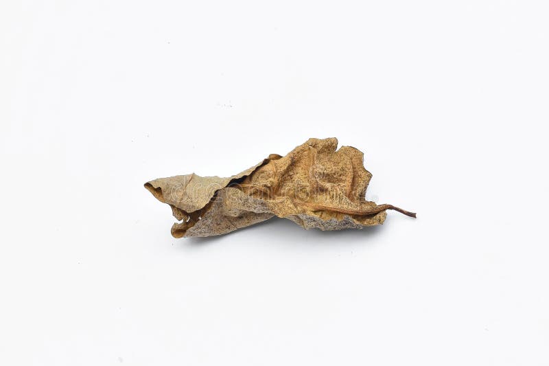 Dry Leaves or Dead Leaves Isolated on White Background Stock Photo ...
