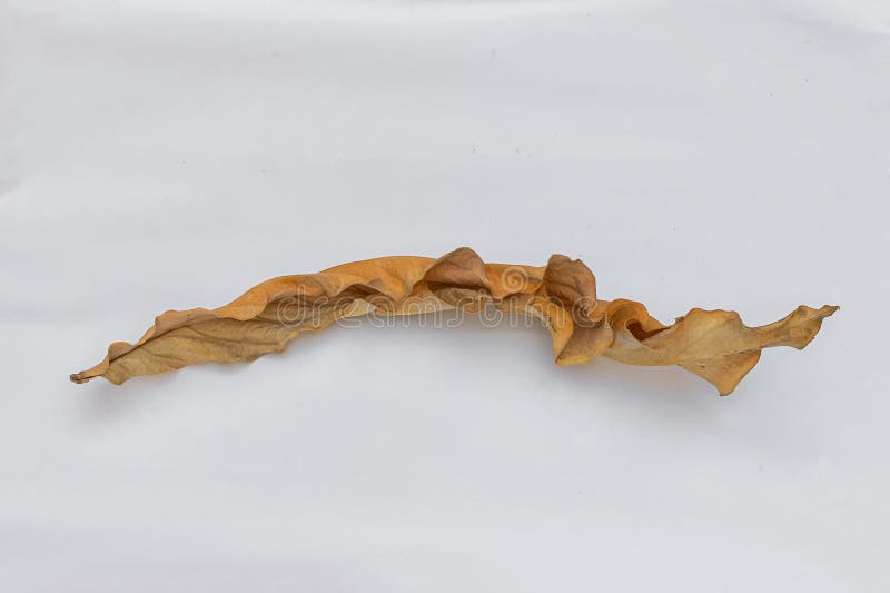 Dry Leaves or Dead Leaves Isolated on White Background Stock Photo ...