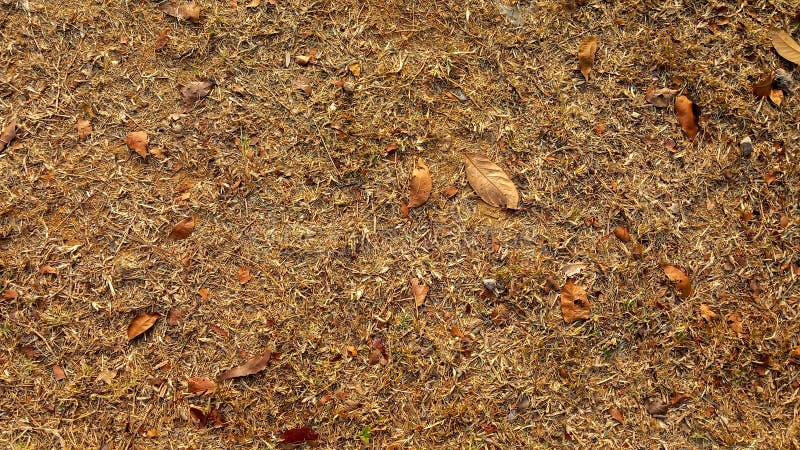 Dry Leaves and Debris on Dirt Floor. Stock Image - Image of sand ...