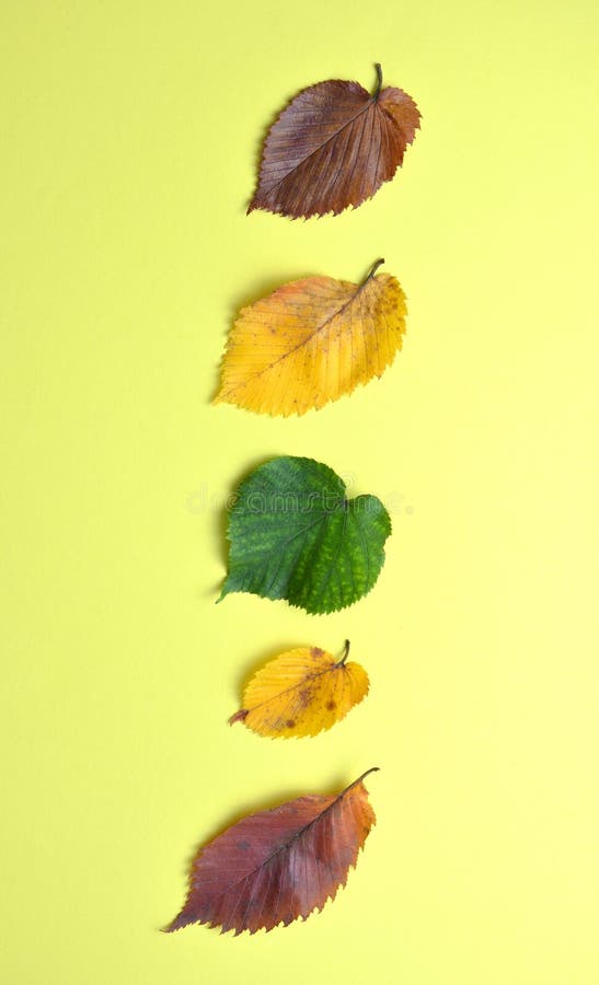 Dry Leaves of Different Colors on a Yellow Background. Stock Image ...