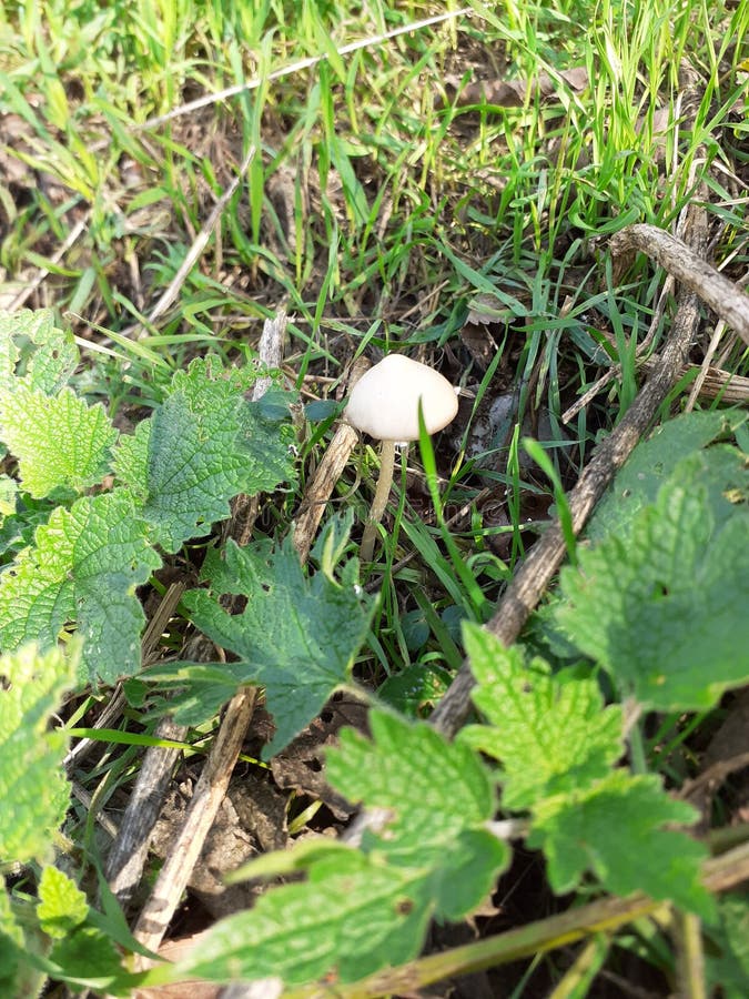Dry leaves and shell stock image. Image of woodland - 201006951