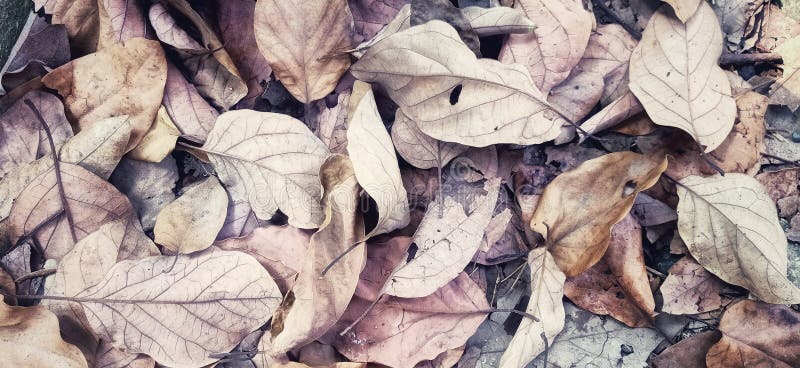 Dry Leaves that Fall in Autumn?? Stock Photo - Image of leaves, fall ...