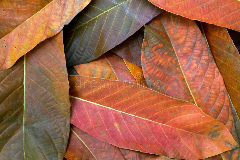 Dry Leaves that Fall and Deposition on the Ground Stock Image - Image ...