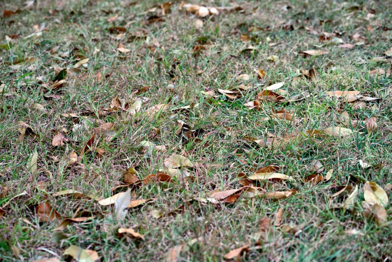 Dry Leaves Fall into the Grass Field Stock Photo - Image of grass ...