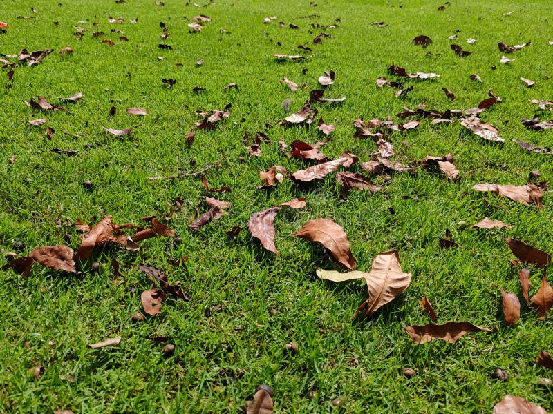 Dry Leaves Fall on the Green Grass Stock Photo - Image of meadow, shrub ...